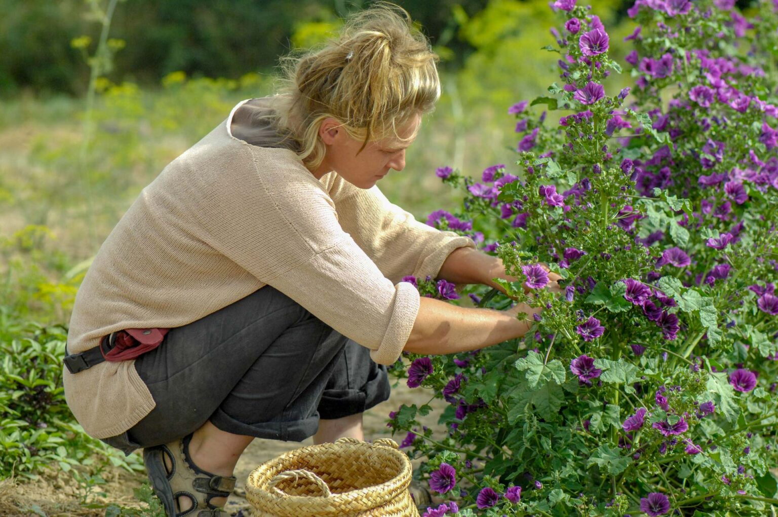 La biodynamie, qu'est ce que c'est ? - MABD