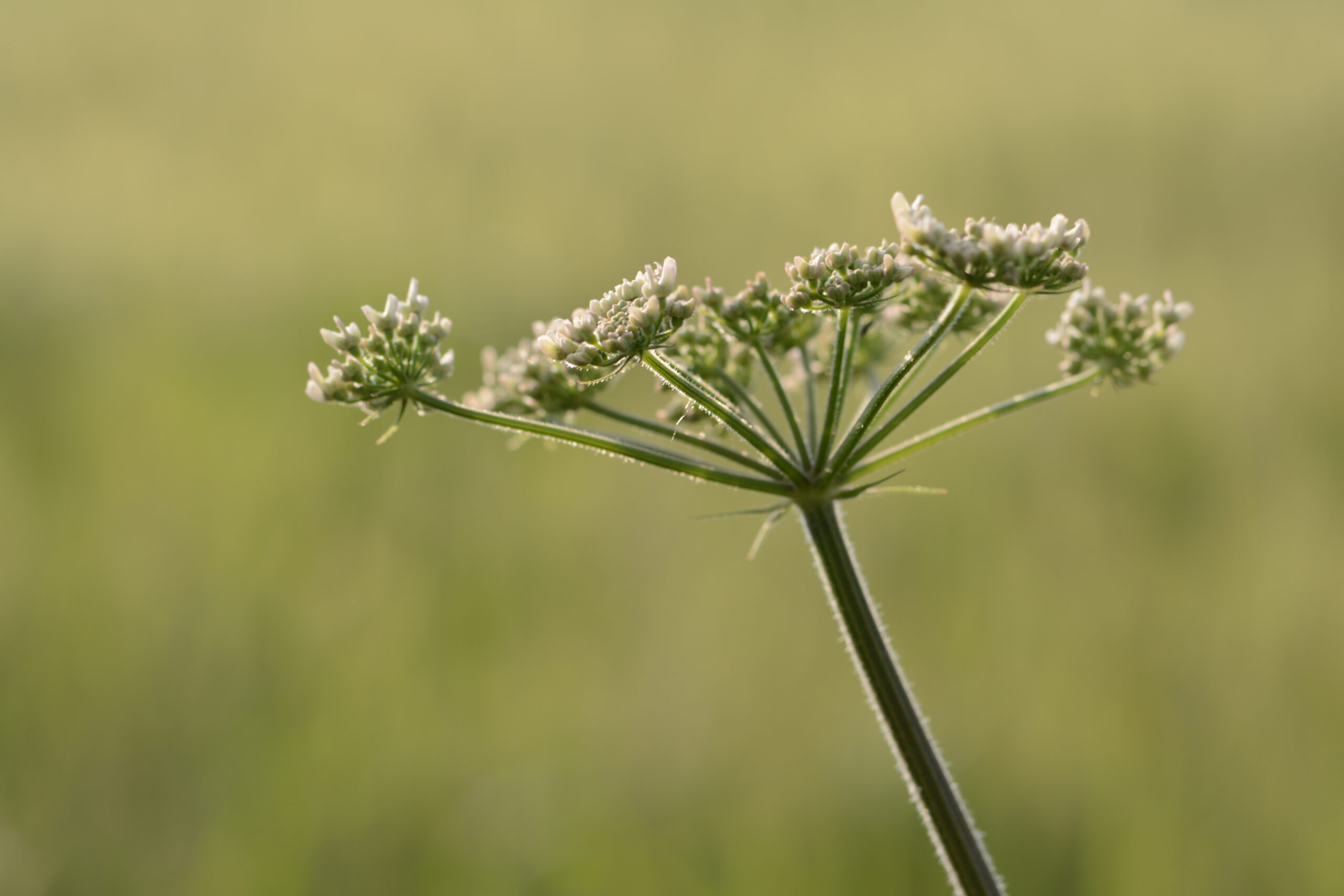 1924 - 2024 : 100 ans de la biodynamie ! - MABD