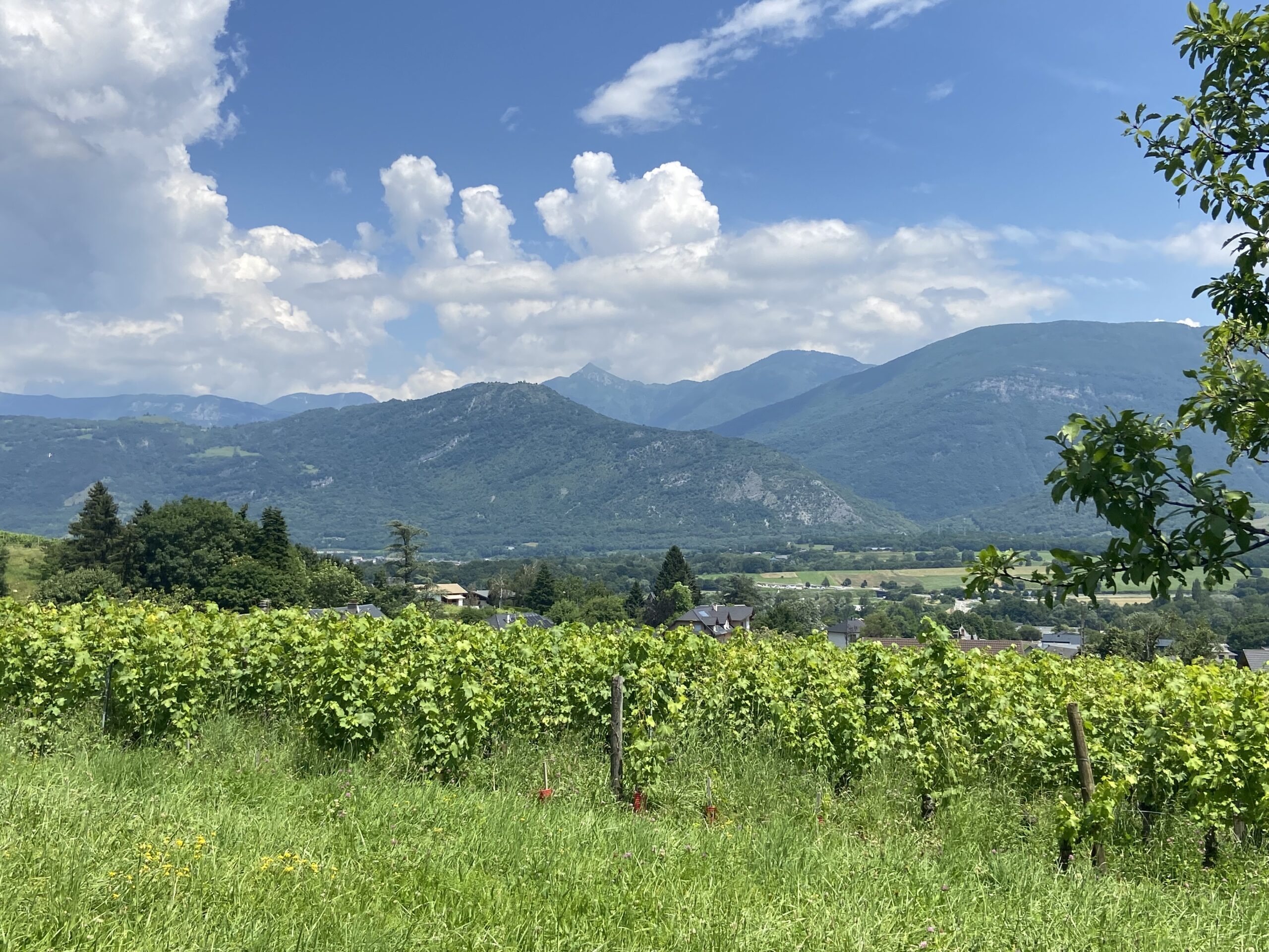 Mildiou 2024 et biodynamie - La diversité pour accompagner ! - MABD